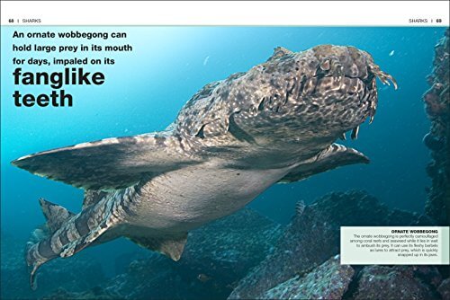 Pocket Eyewitness DK Sharks Book – Imagine If