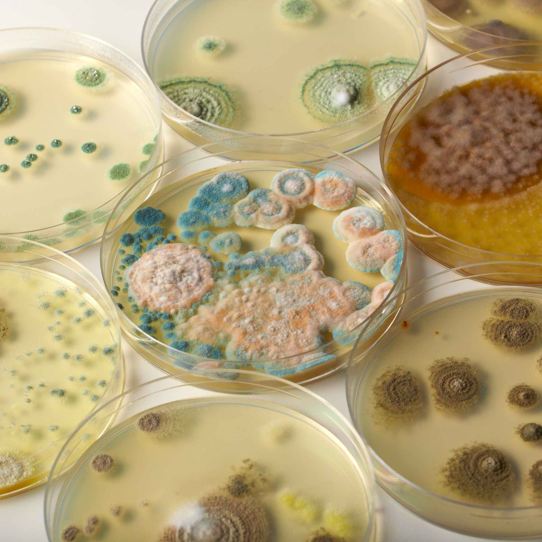 Heebie Jeebies Revolting Science – Gross Stomach-Churning Germs ...