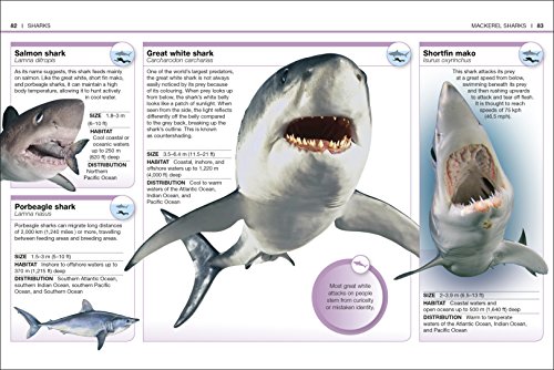 Pocket Eyewitness DK Sharks Book – Imagine If