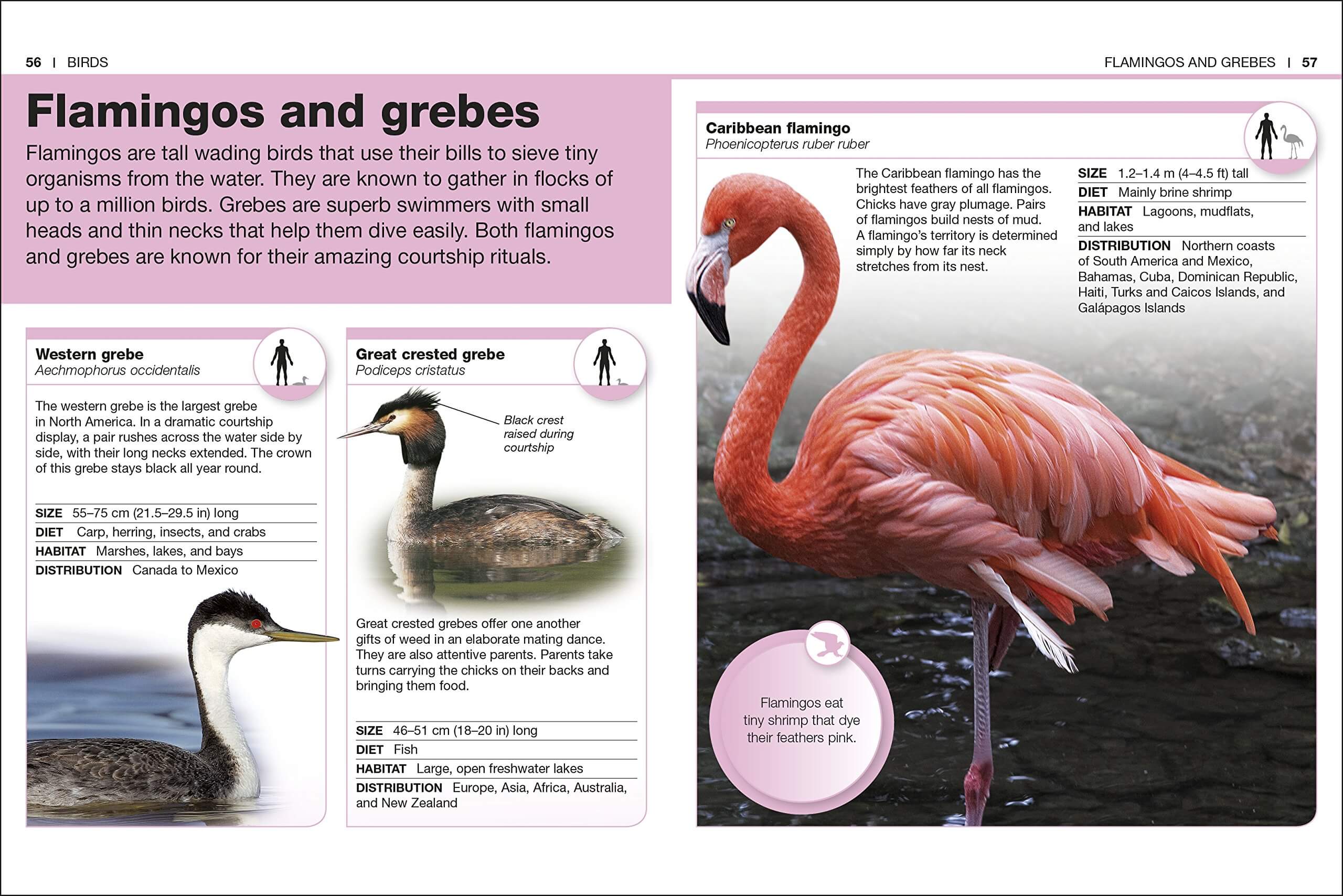 Animals Pocket Eye Witness Fact Book – Imagine If