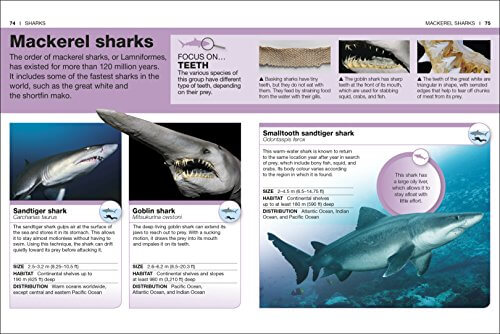 Pocket Eyewitness DK Sharks Book – Imagine If